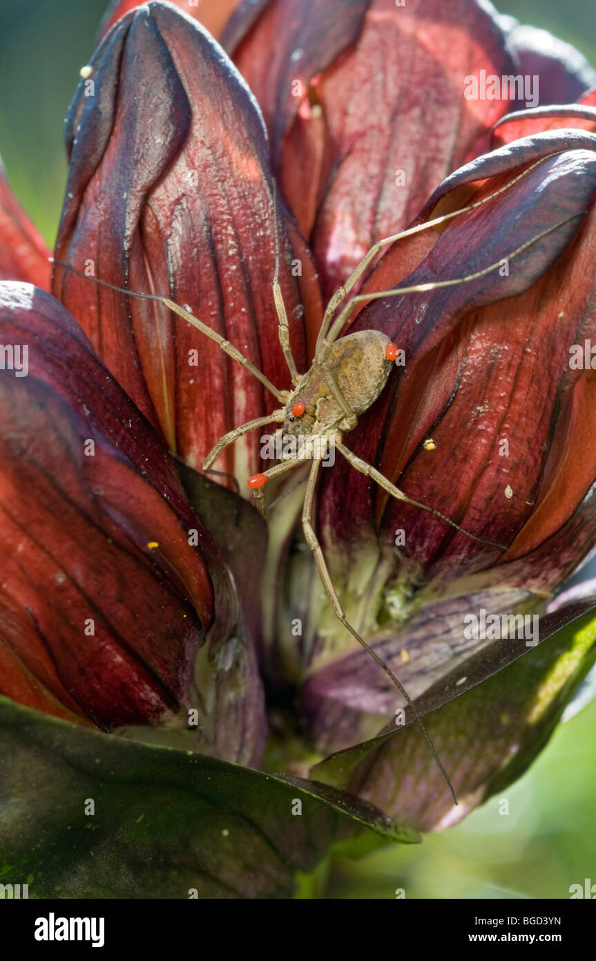 Common Gebirgsweberknecht harvestman (Mitopus morio), female with mite ...