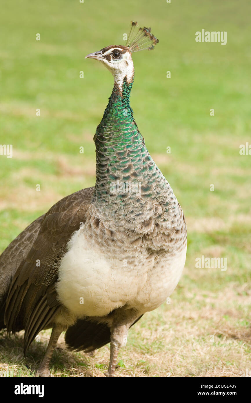 Indian peahen hi-res stock photography and images - Alamy
