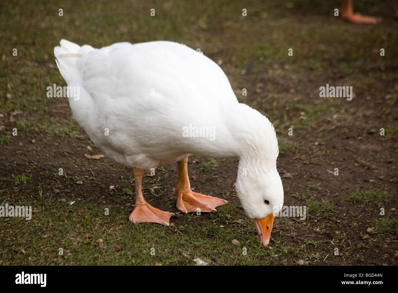 Domestic goose (Anser anser domesticus or Anser cygnoides) picking ...