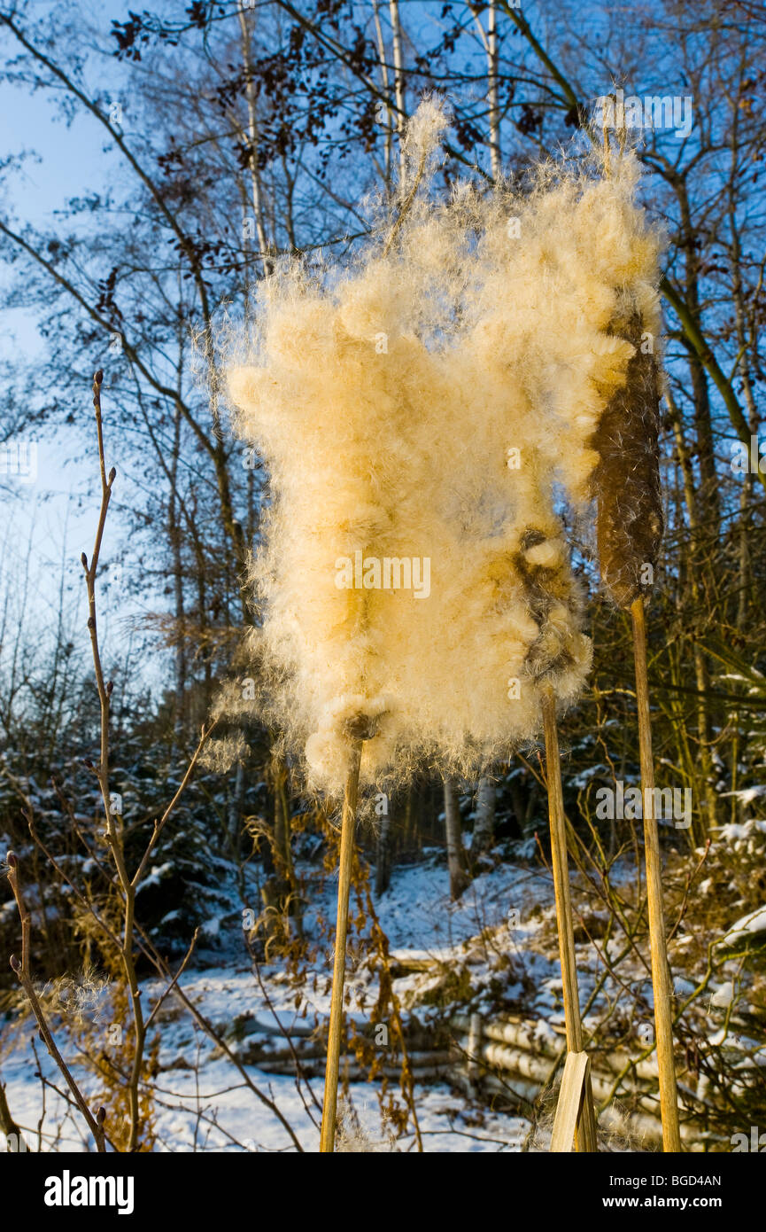 blow burst reed mace blossom flowering flower in winter fruit seed ...