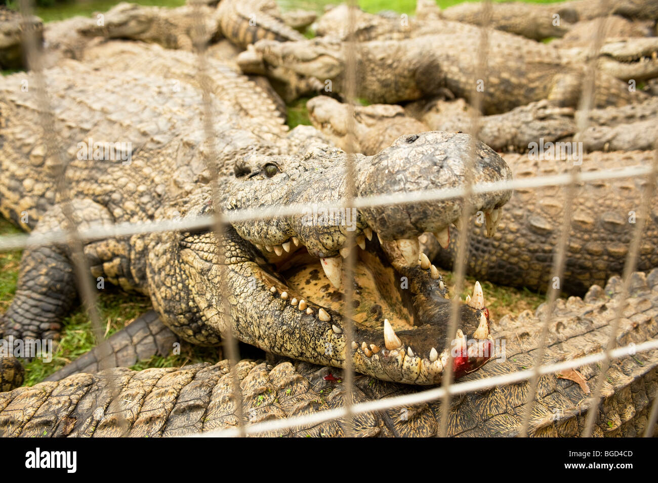 Zulu croc hi-res stock photography and images - Alamy