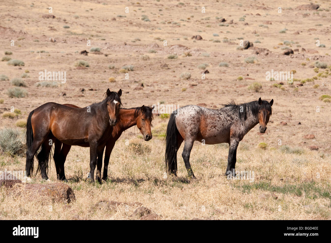 Roaming horses nevada hi-res stock photography and images - Alamy