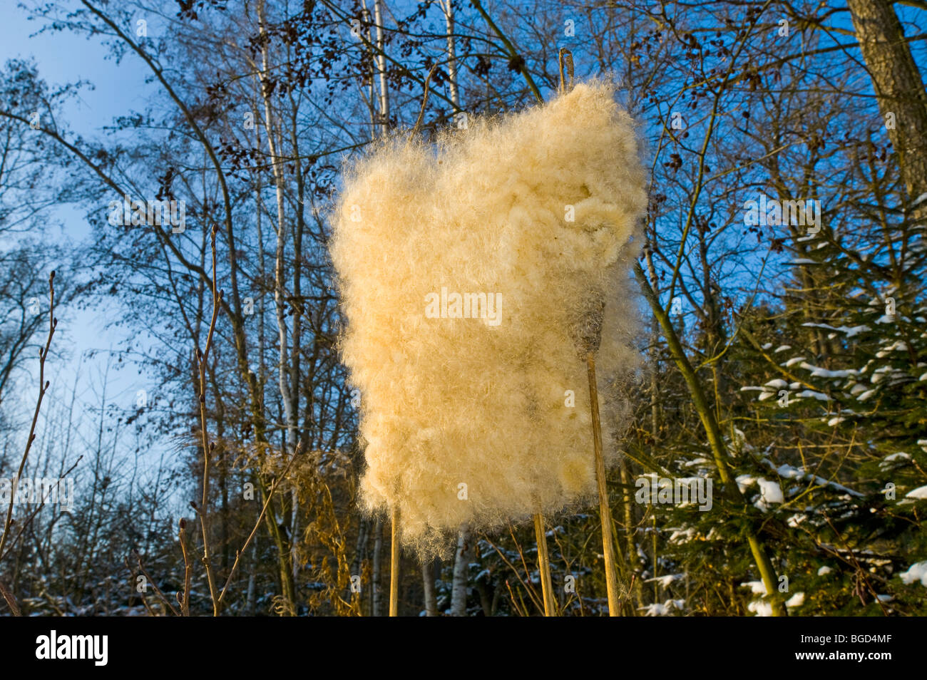 Seed dispersal bursting hi-res stock photography and images - Alamy