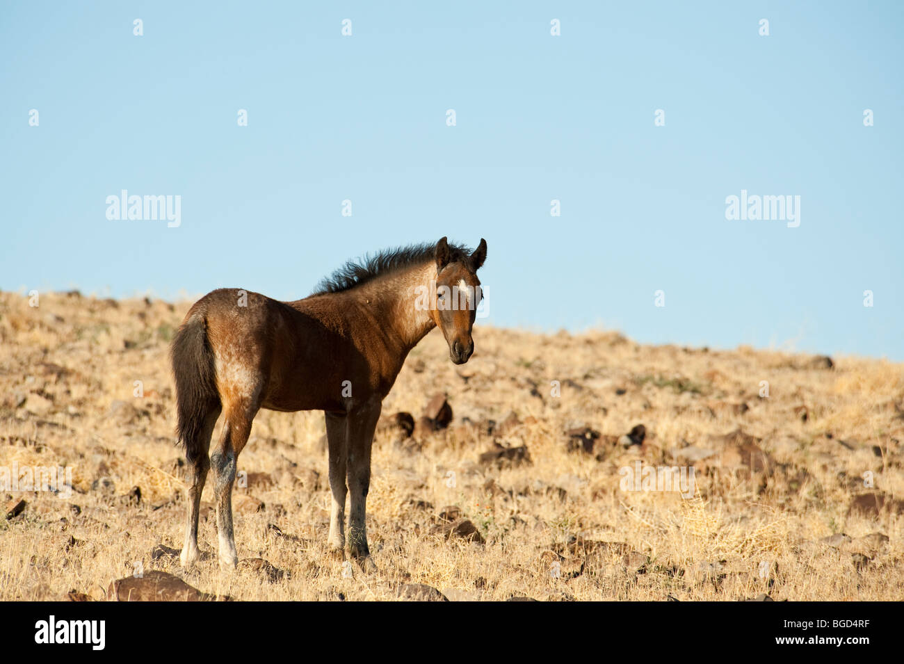 Baby Wild Horse colt Equus ferus caballus Nevada Stock Photo - Alamy