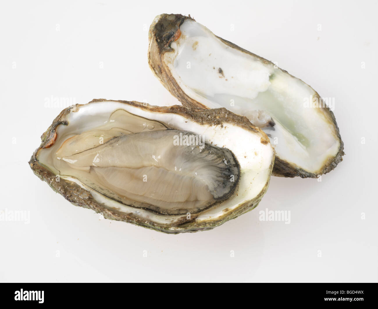 Open shells hi-res stock photography and images - Alamy