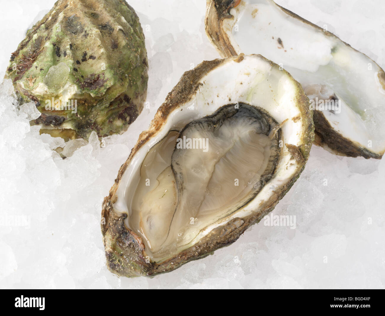 Open Oyster shells on ice Stock Photo - Alamy