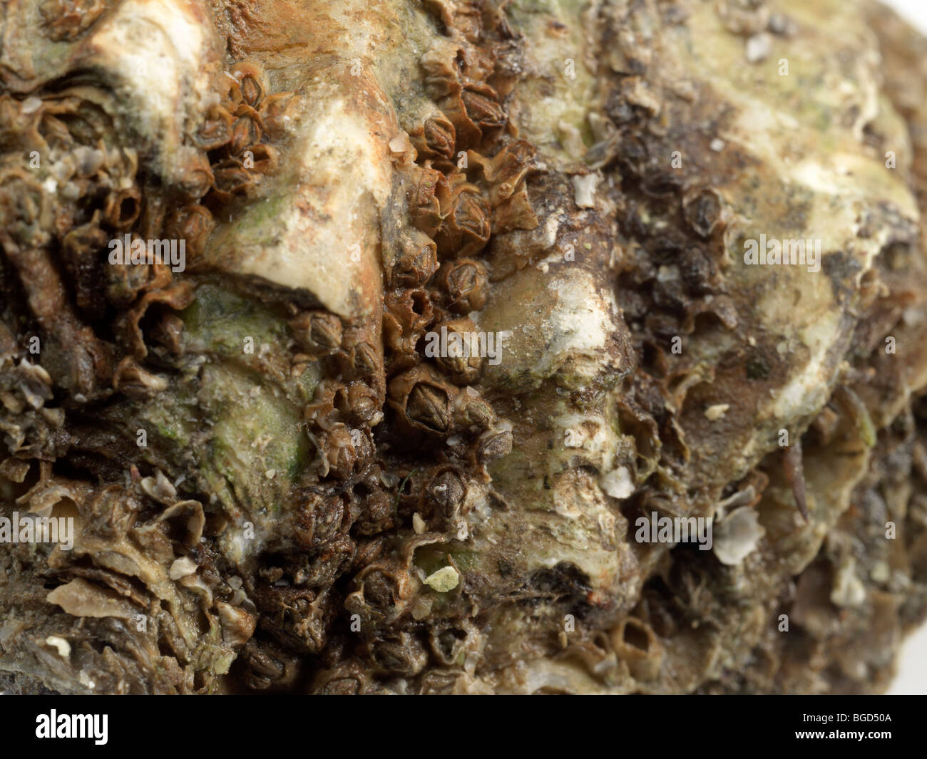 Close up shot of Oyster shell Stock Photo - Alamy