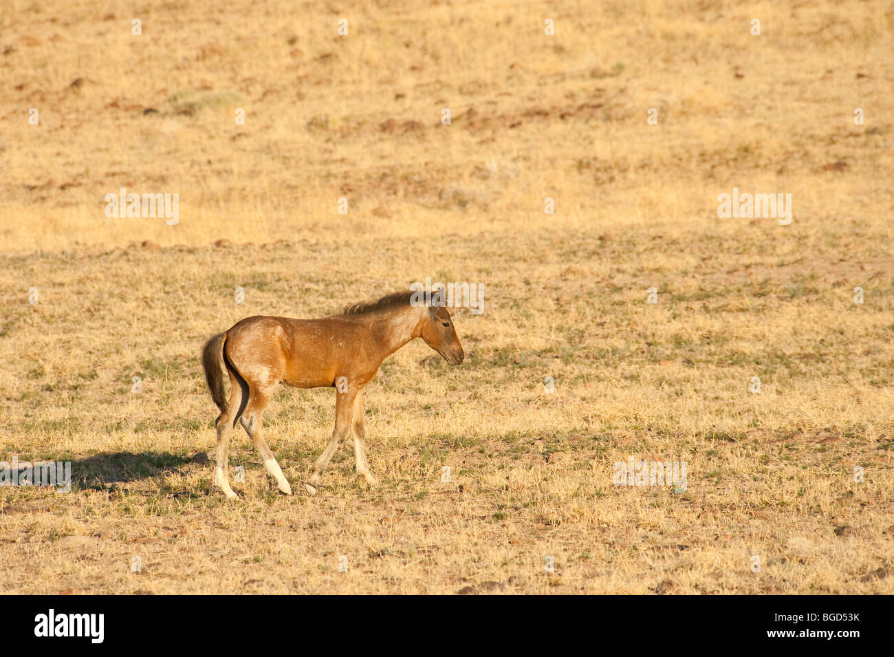 Baby Wild Horse colt Equus ferus caballus Nevada Stock Photo - Alamy