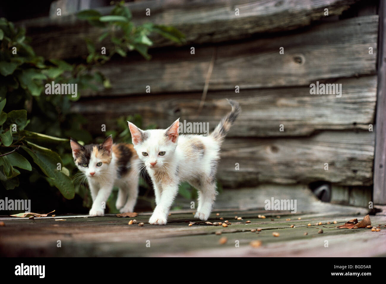 Tandem walking hi-res stock photography and images - Alamy