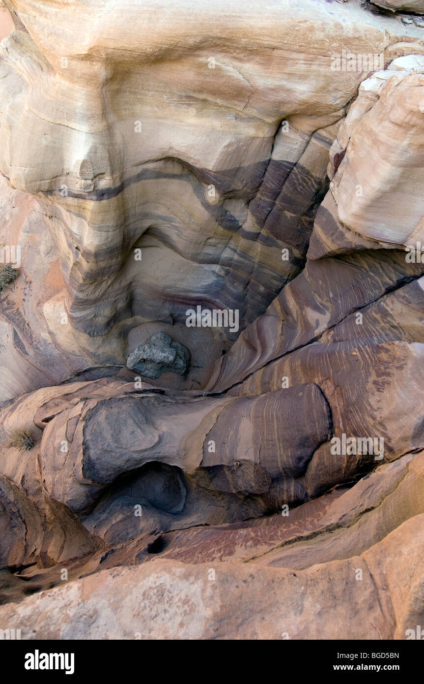 Natural world of the desert in Jordan Stock Photo - Alamy