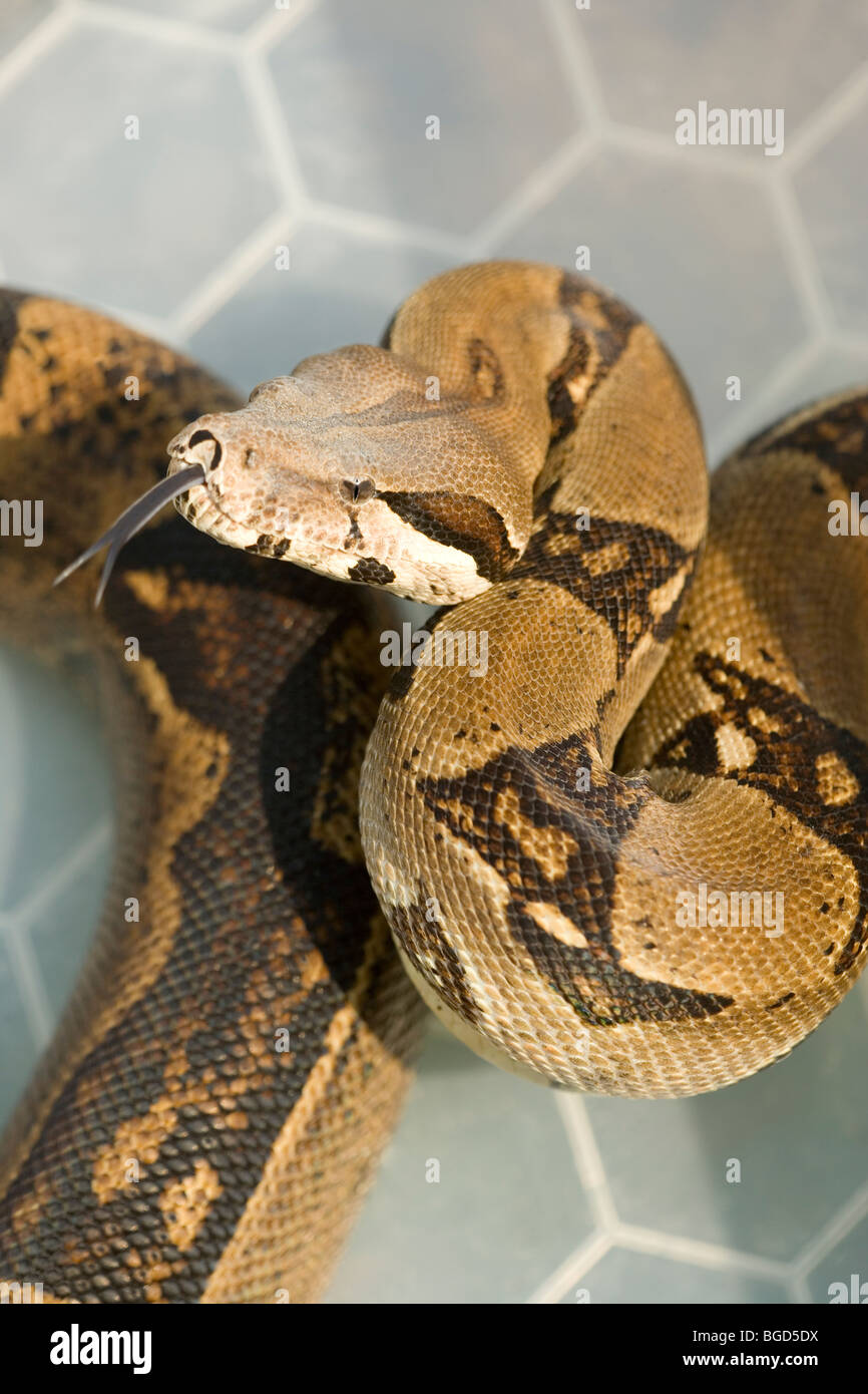 Constrictor text hi-res stock photography and images - Alamy
