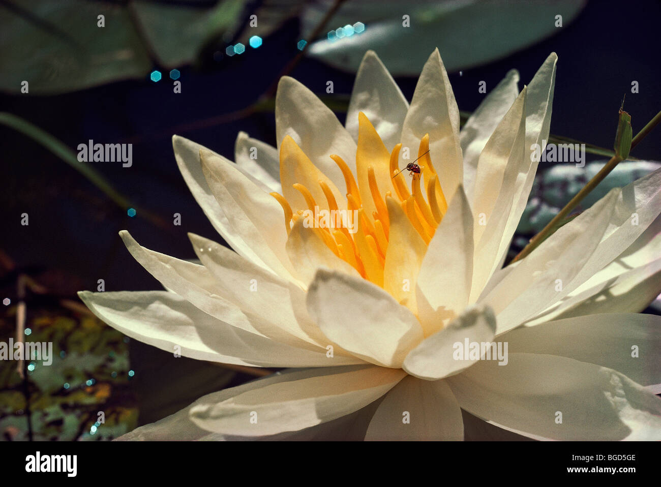 Nymphaea Virginia with bee Stock Photo - Alamy