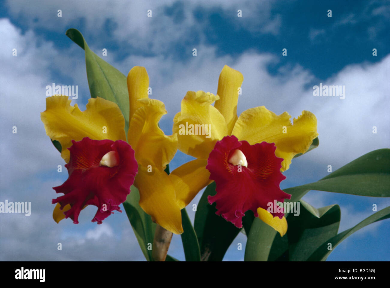 Orchid Hybrid, United States Stock Photo - Alamy