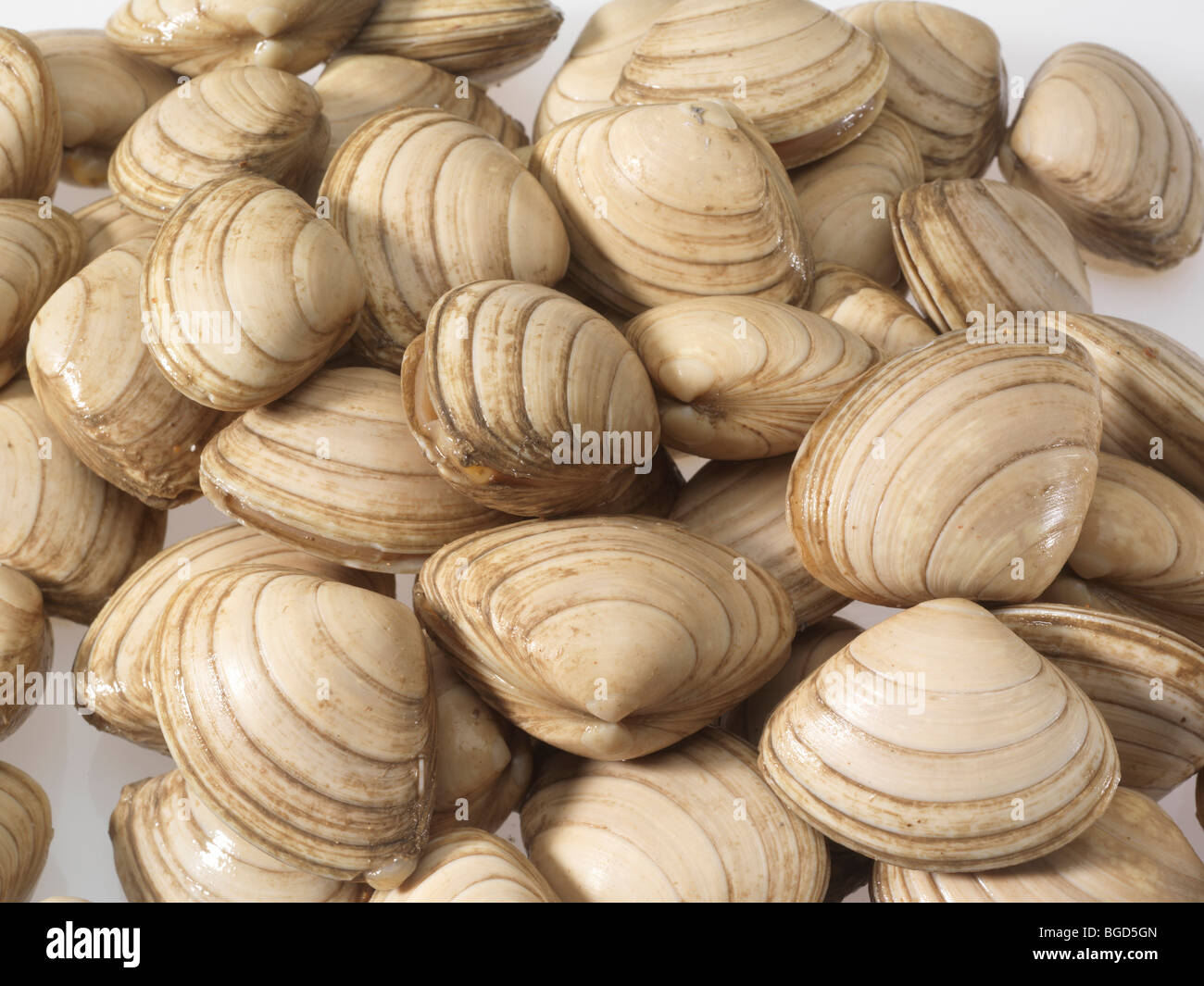 Spisula Stock Photos & Spisula Stock Images - Alamy