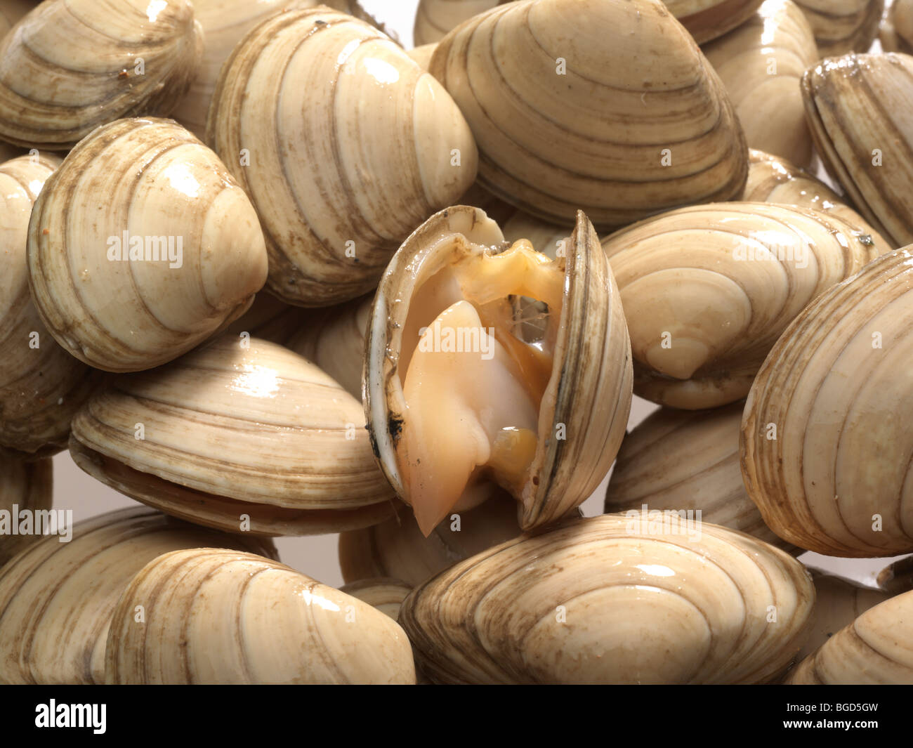 Surf Clams (Spisula solida Stock Photo - Alamy