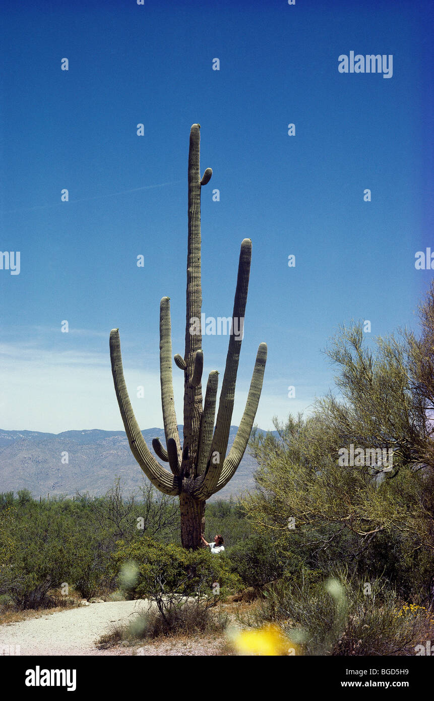 Saguaro Cactus, Arizona; one of the world's largest cacti Stock Photo ...