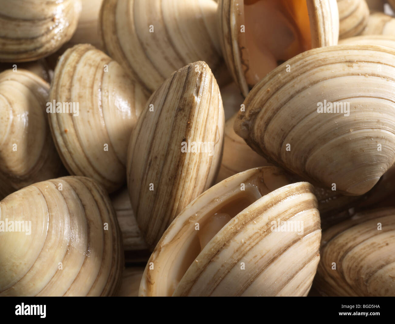 Surf Clams (Spisula solida Stock Photo - Alamy