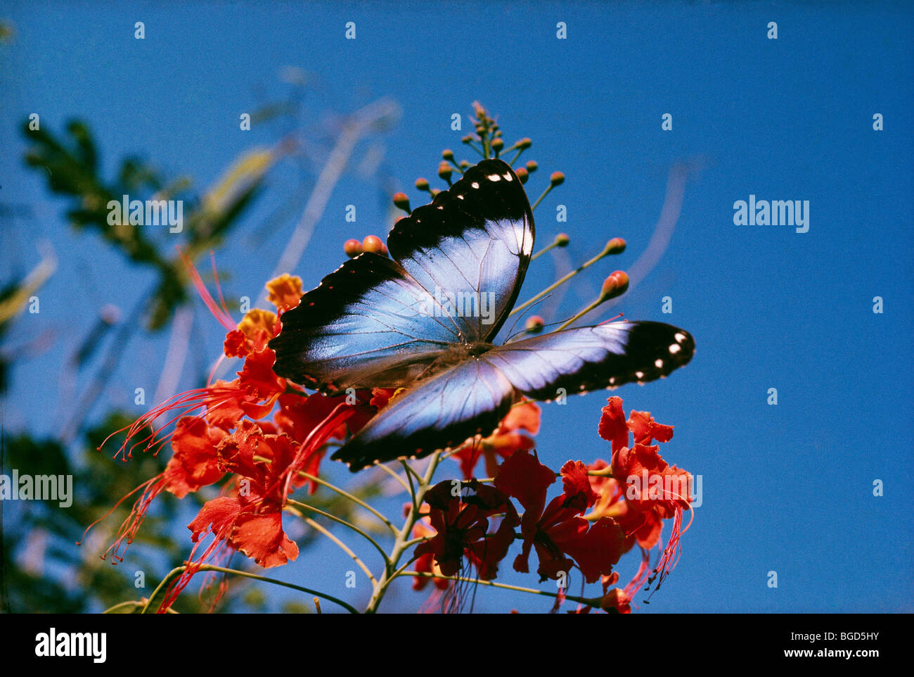 Blue Morpho Butterfly in Peru Stock Photo - Alamy