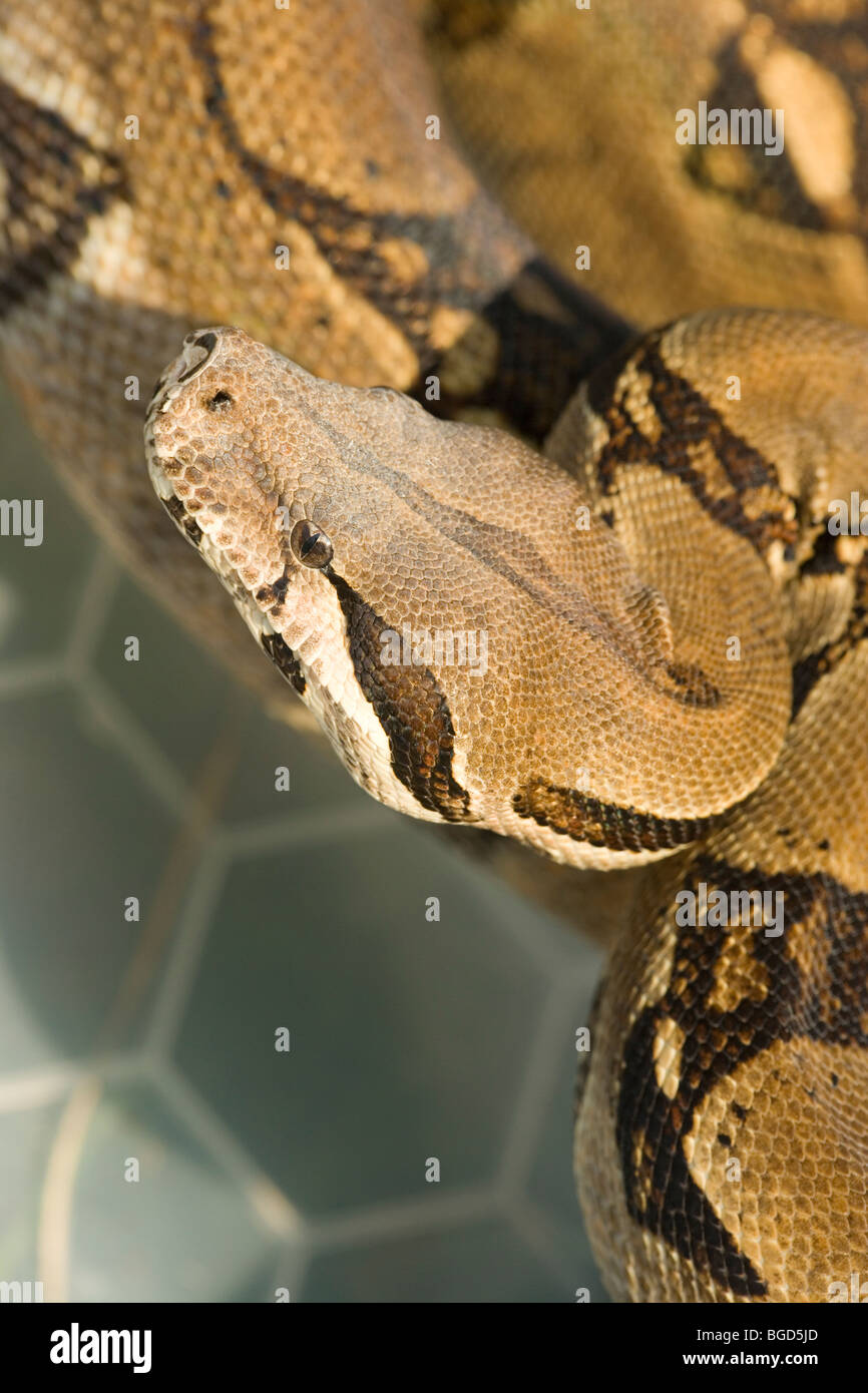 Constrictor snake hi-res stock photography and images - Alamy