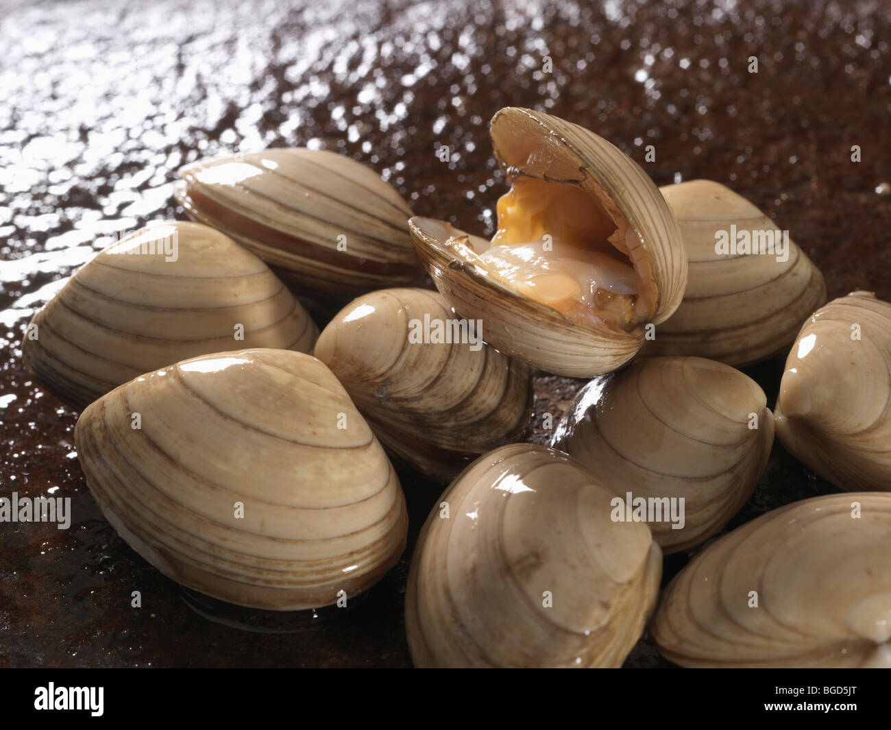 Surf Clams (Spisula solida Stock Photo - Alamy