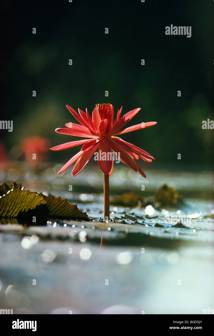 Water lily, Java Stock Photo - Alamy