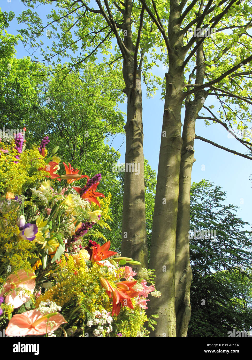 Amongst trees hi-res stock photography and images - Alamy