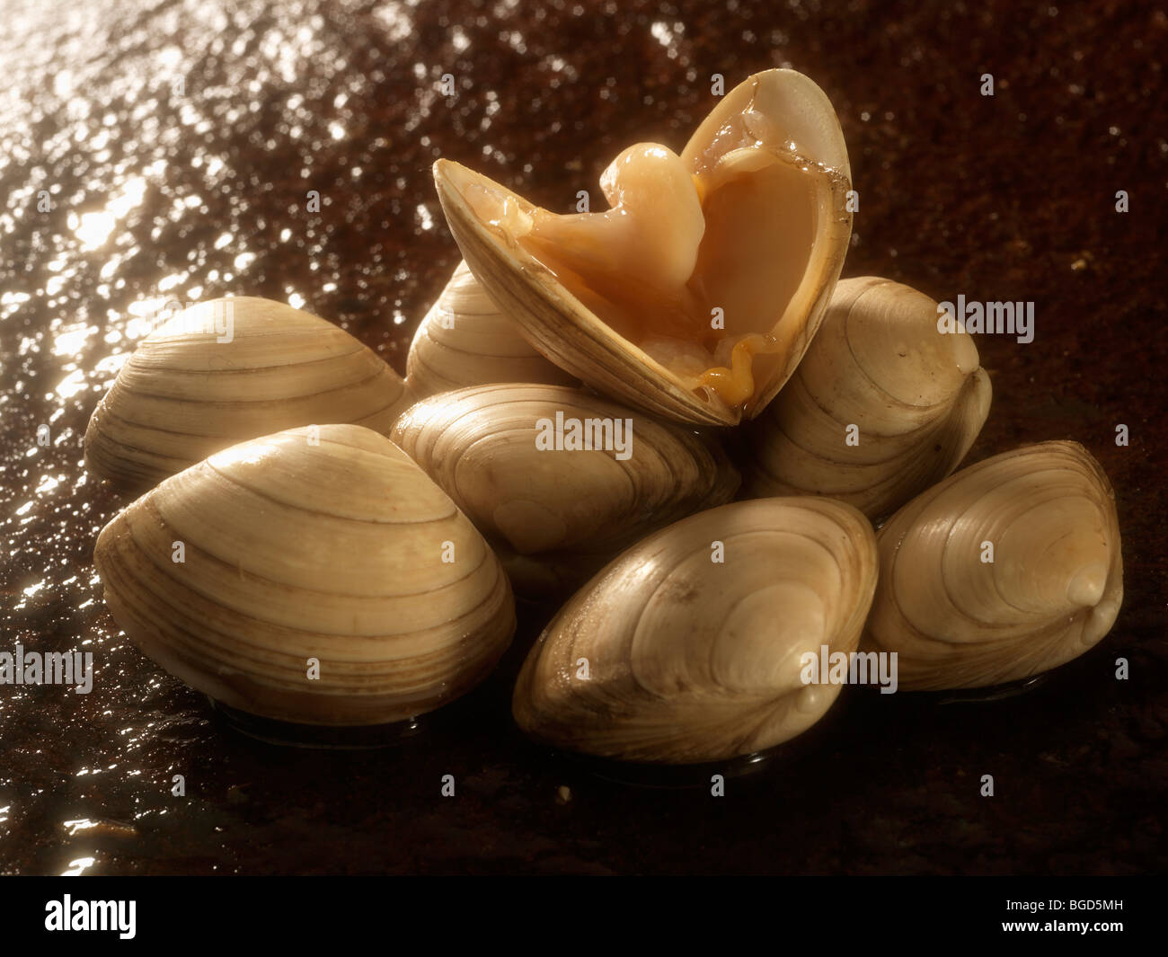 Clam flesh shellfish flesh hi-res stock photography and images - Alamy