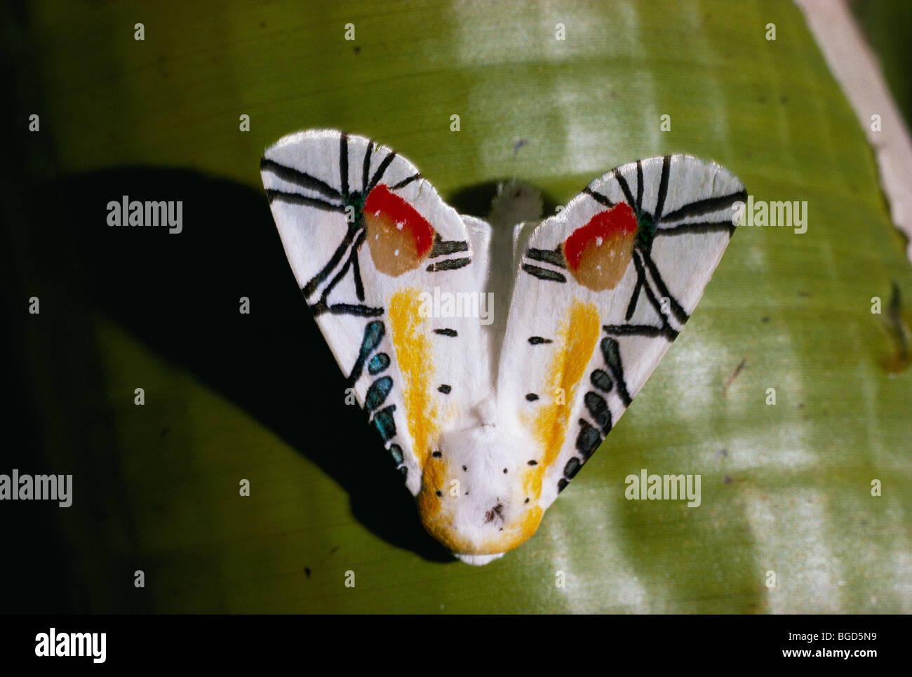 Moth symbol hi-res stock photography and images - Alamy