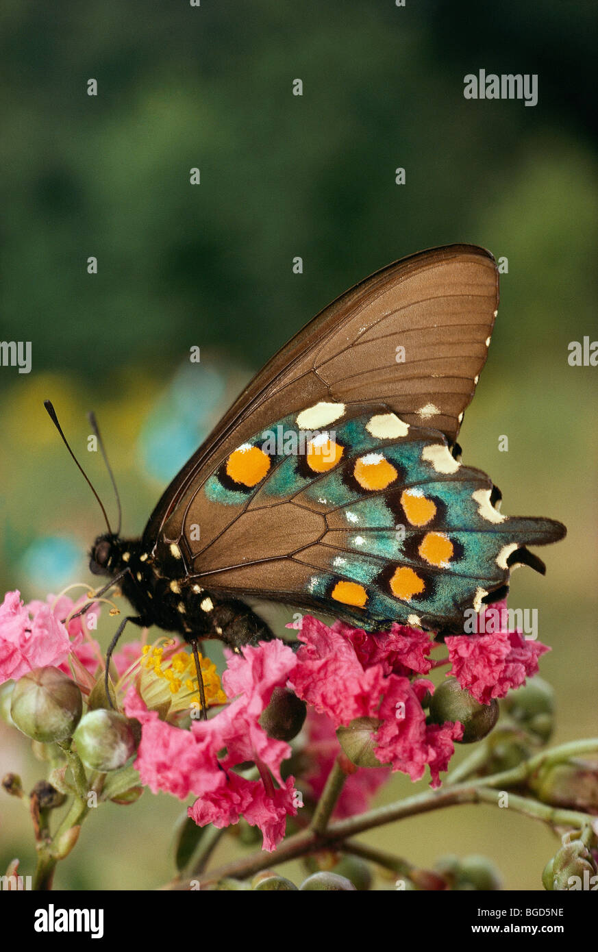 Small butterfly on flowers Stock Photo - Alamy