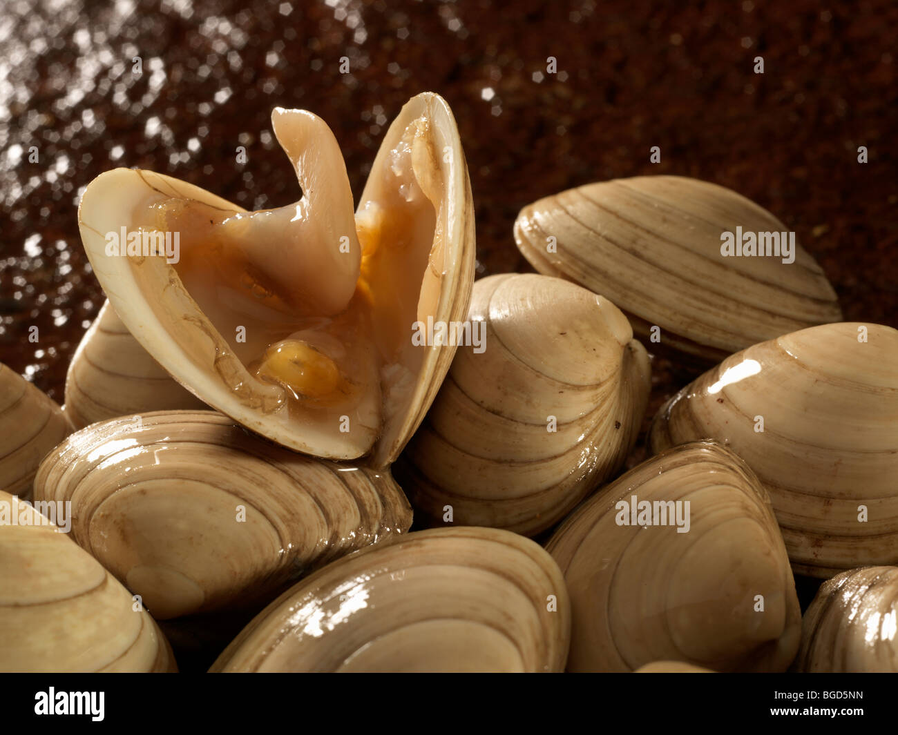 Surf clams spisula solida hi-res stock photography and images - Alamy