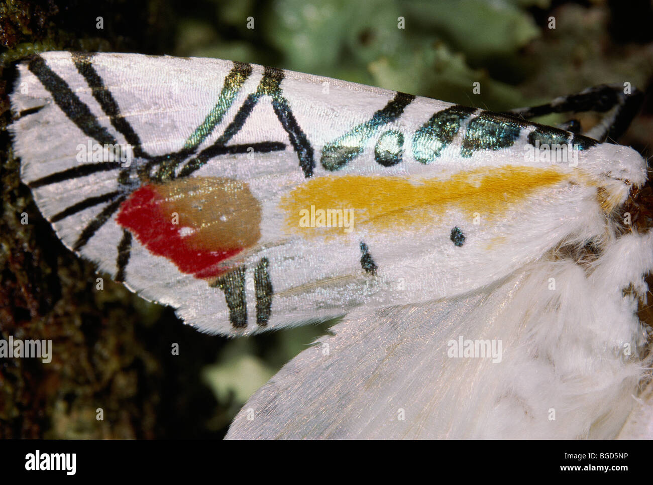 White moth wing Stock Photo - Alamy