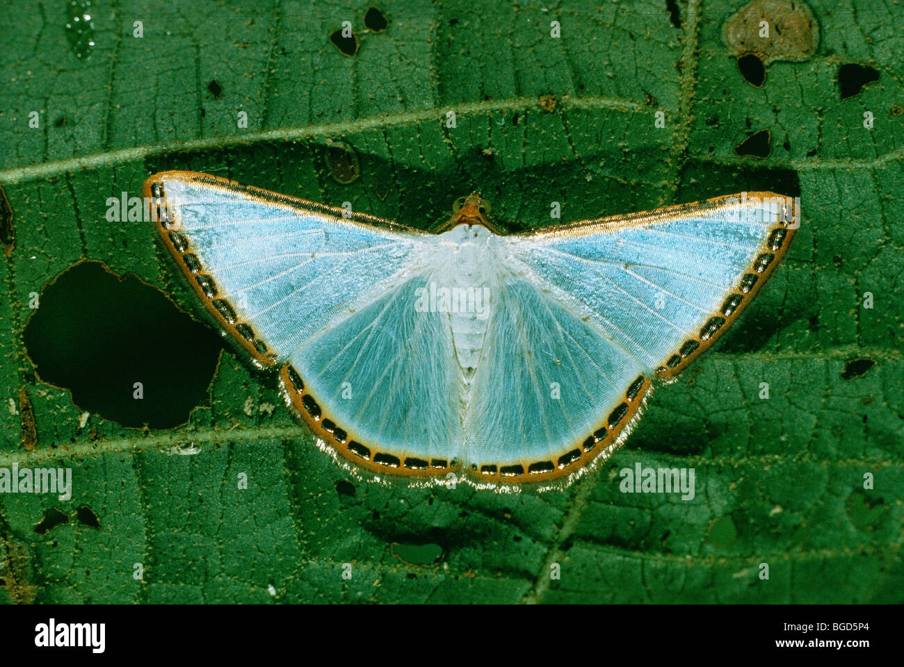 Blue moth on a leaf Stock Photo - Alamy