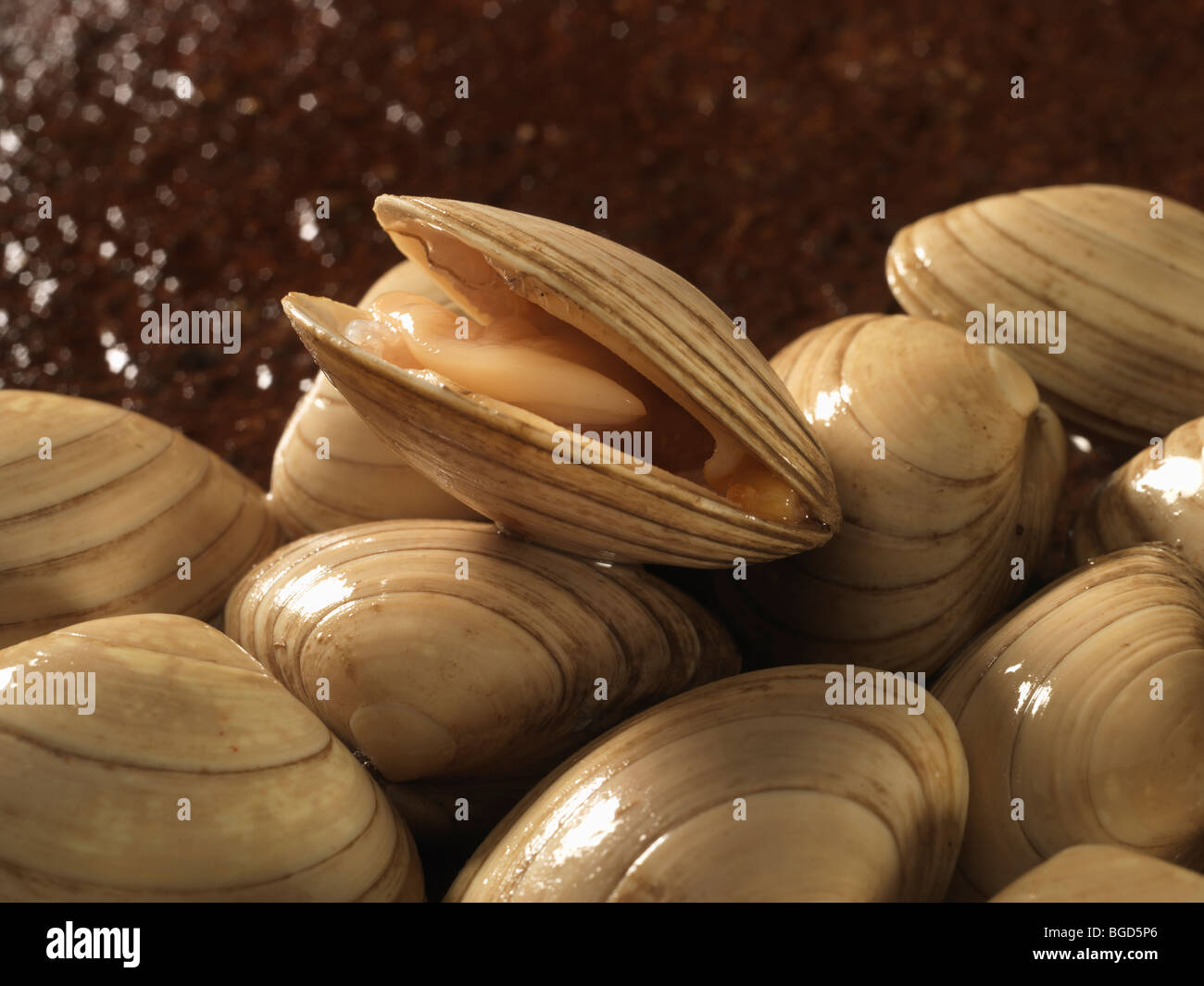 Surf clams hi-res stock photography and images - Alamy