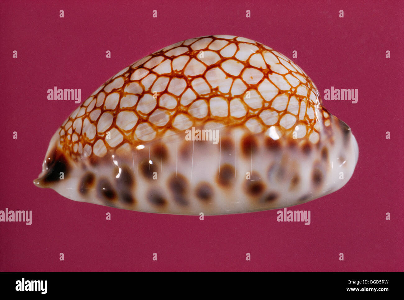 Cowry from the Pacific Stock Photo - Alamy