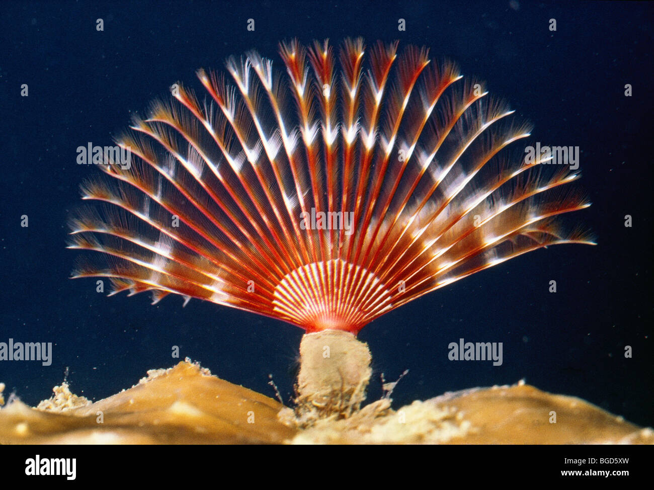 Fan worm in Puerto Rico Stock Photo - Alamy