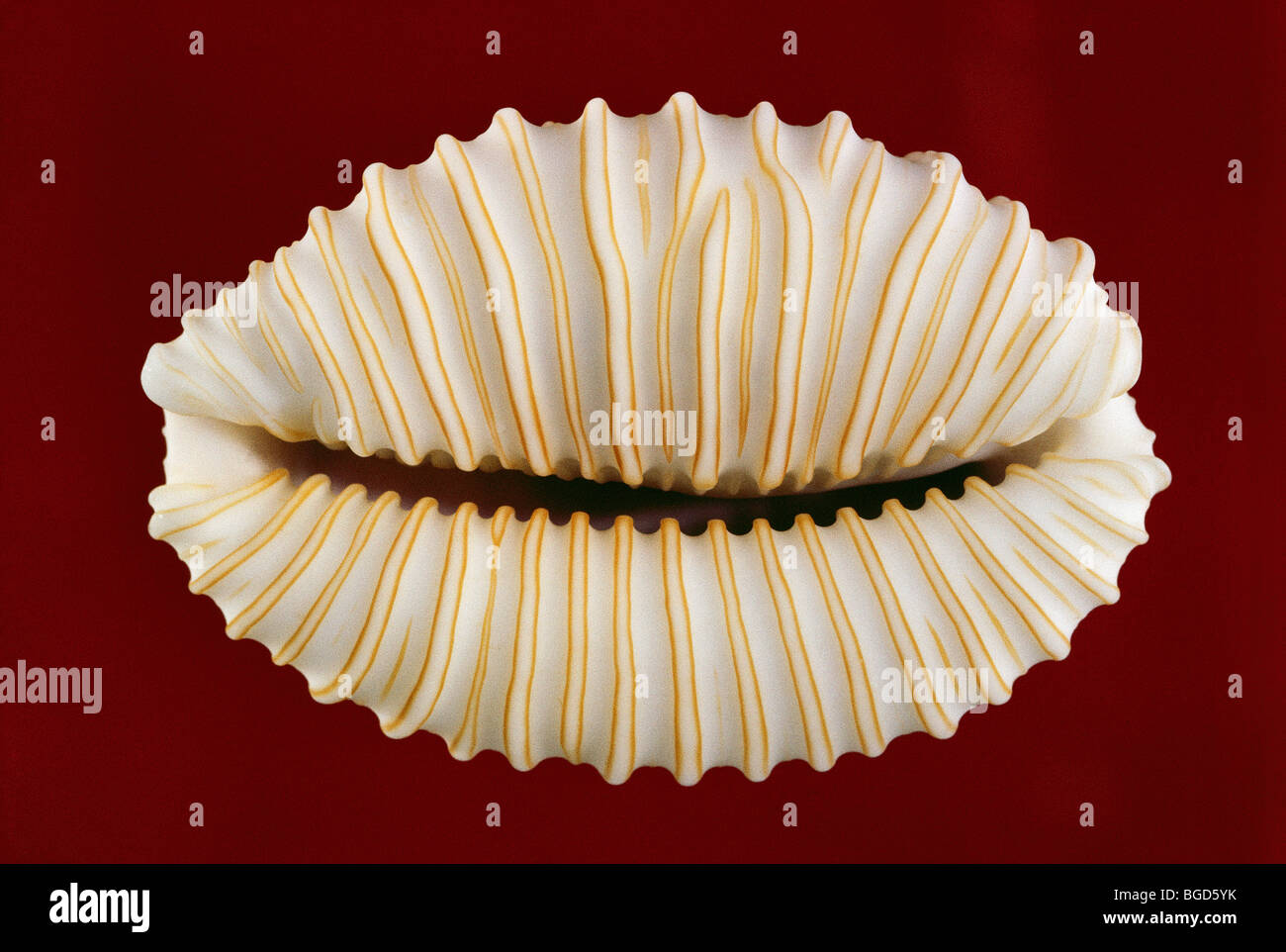 granulated cowry from Madegascar Stock Photo - Alamy