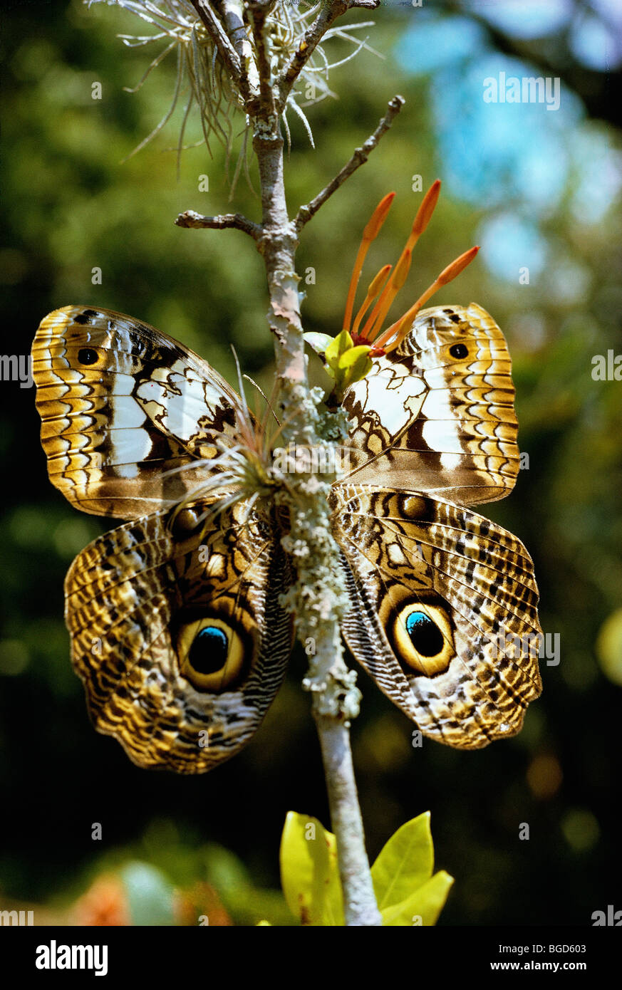 Brassolidae:Caligo martia in Amazonas, Brazil Stock Photo - Alamy
