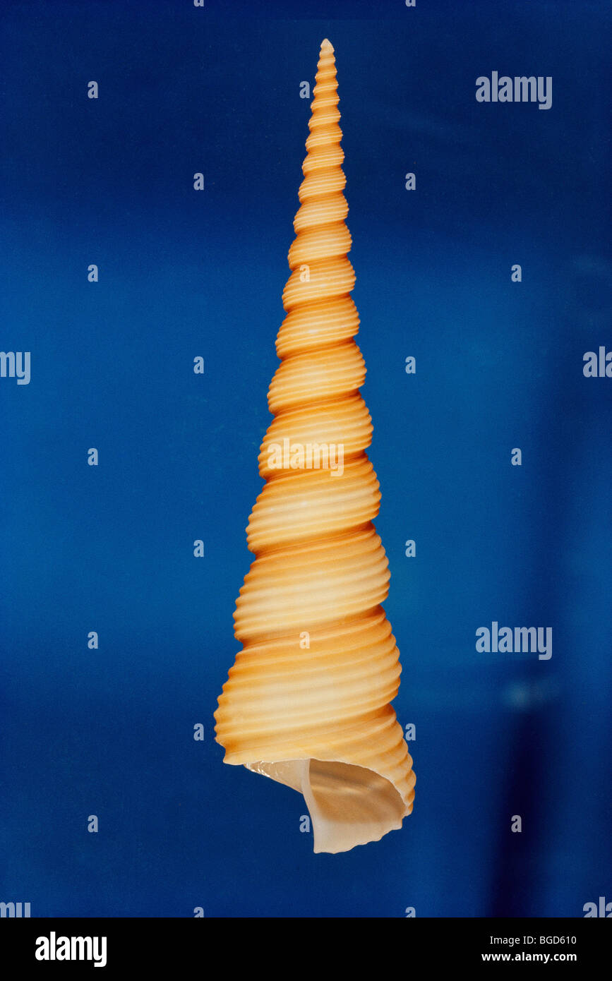 shell of a boring turret Stock Photo - Alamy