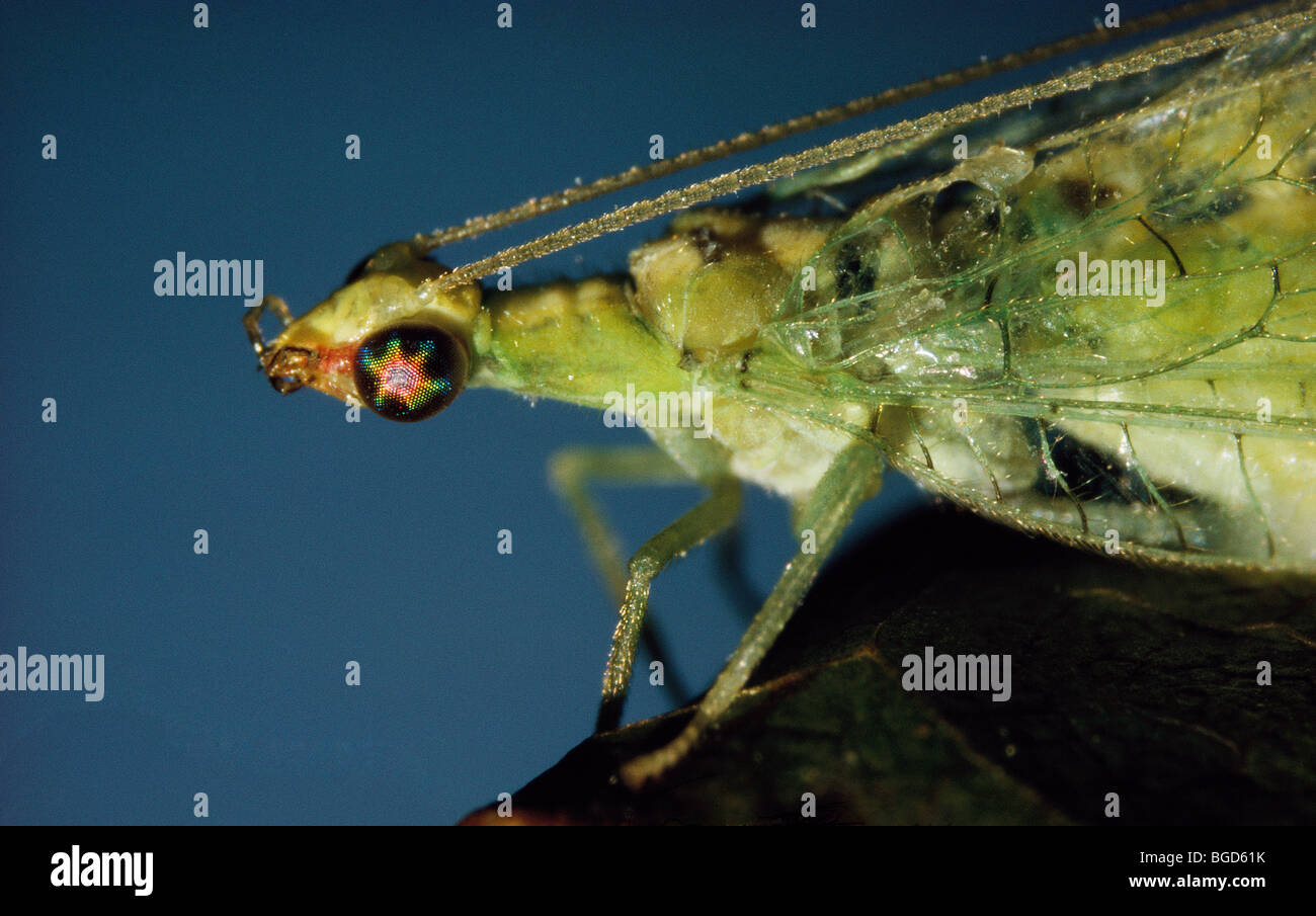 Golden eye lacewing hi-res stock photography and images - Alamy