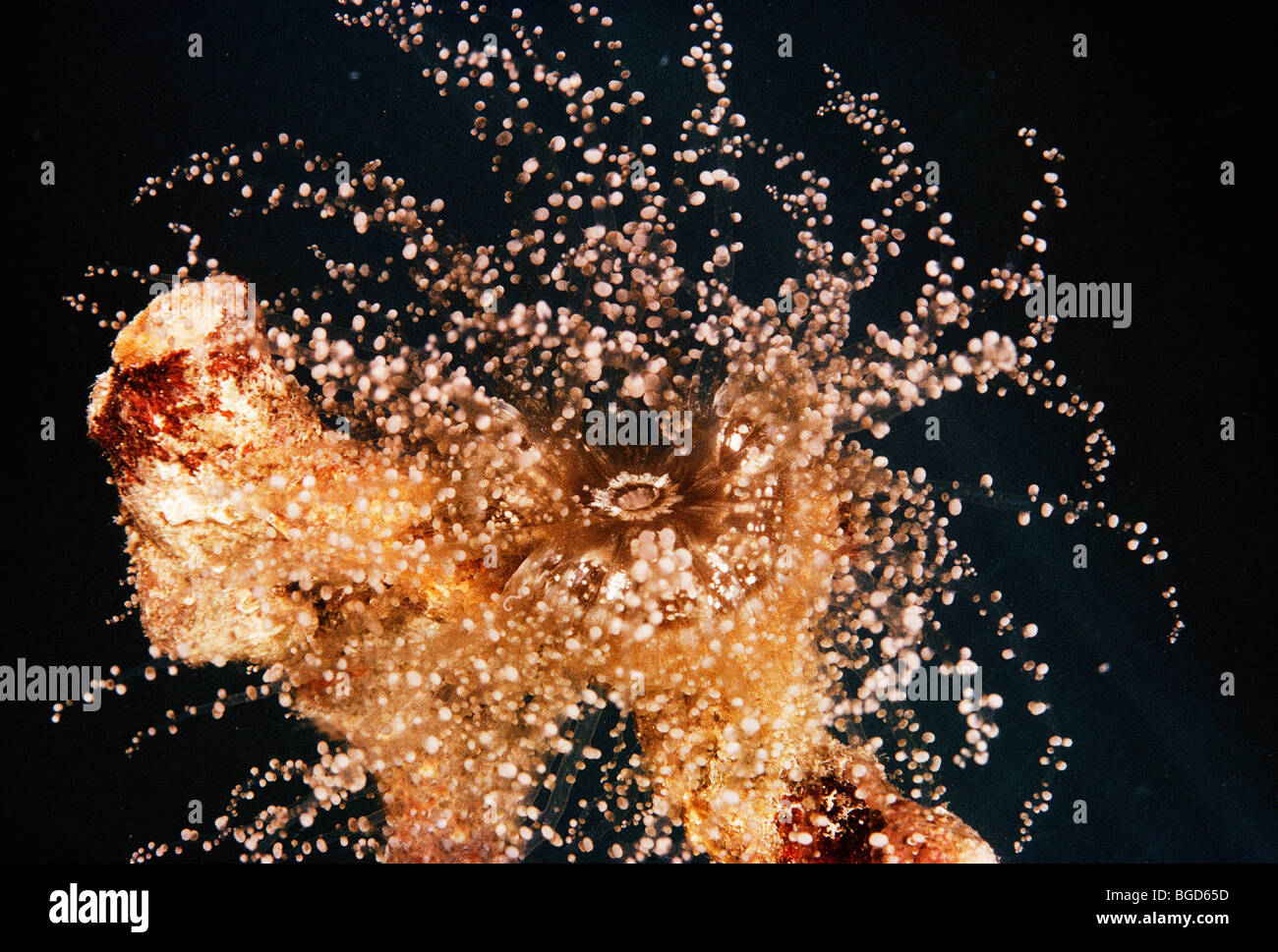 Serpulid worm hi-res stock photography and images - Alamy