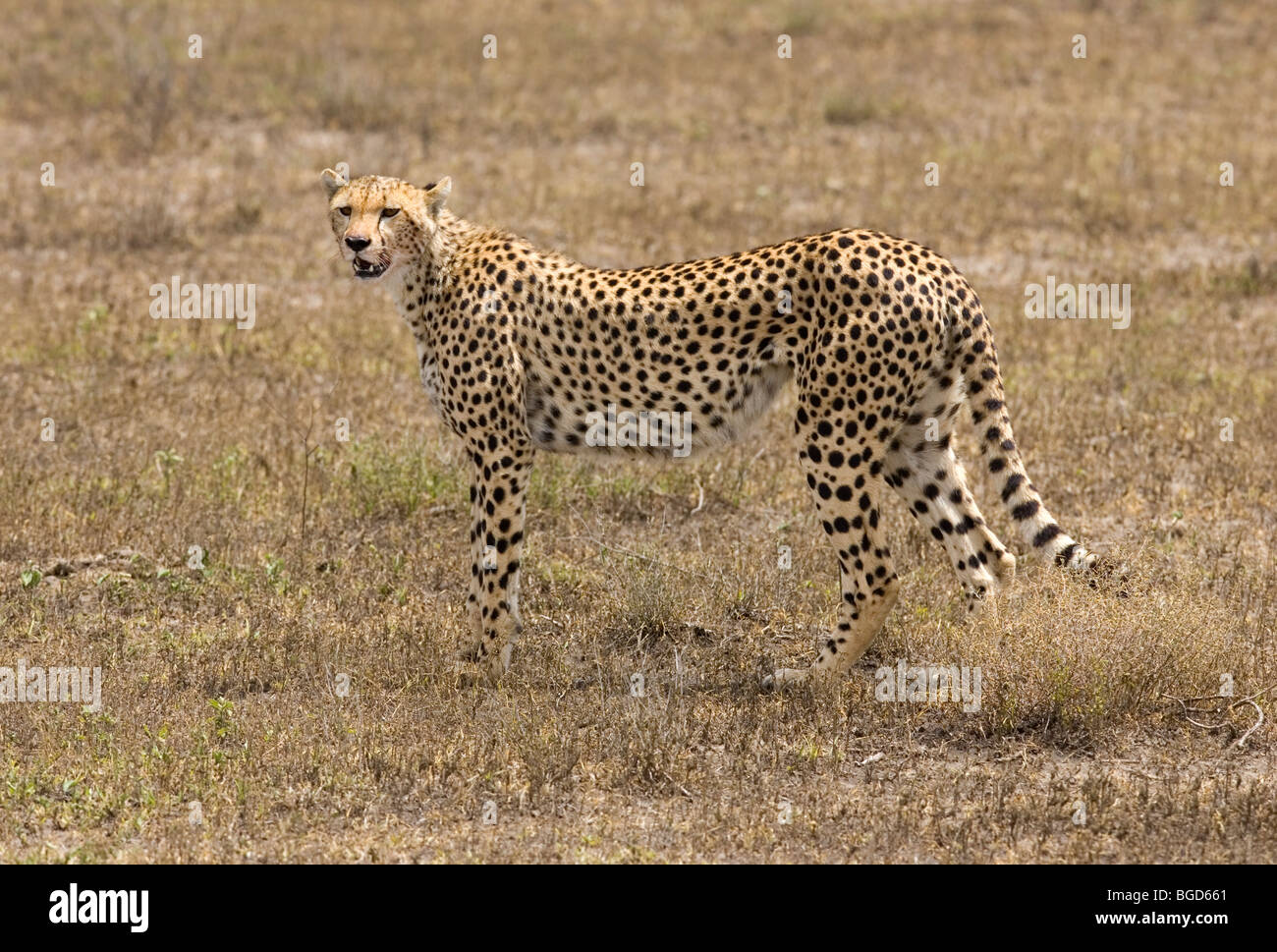 Female Cheetah Looking Stock Photo - Alamy