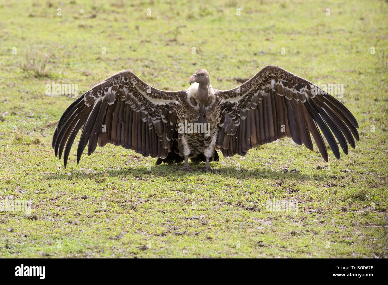 Vulture wings hi-res stock photography and images - Alamy