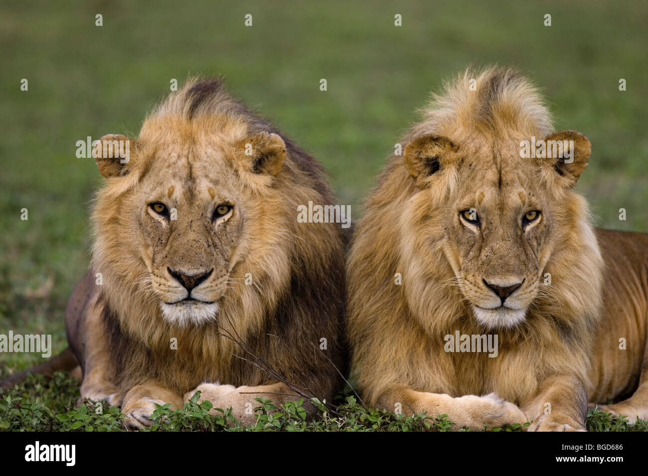 Lion two brothers hi-res stock photography and images - Alamy