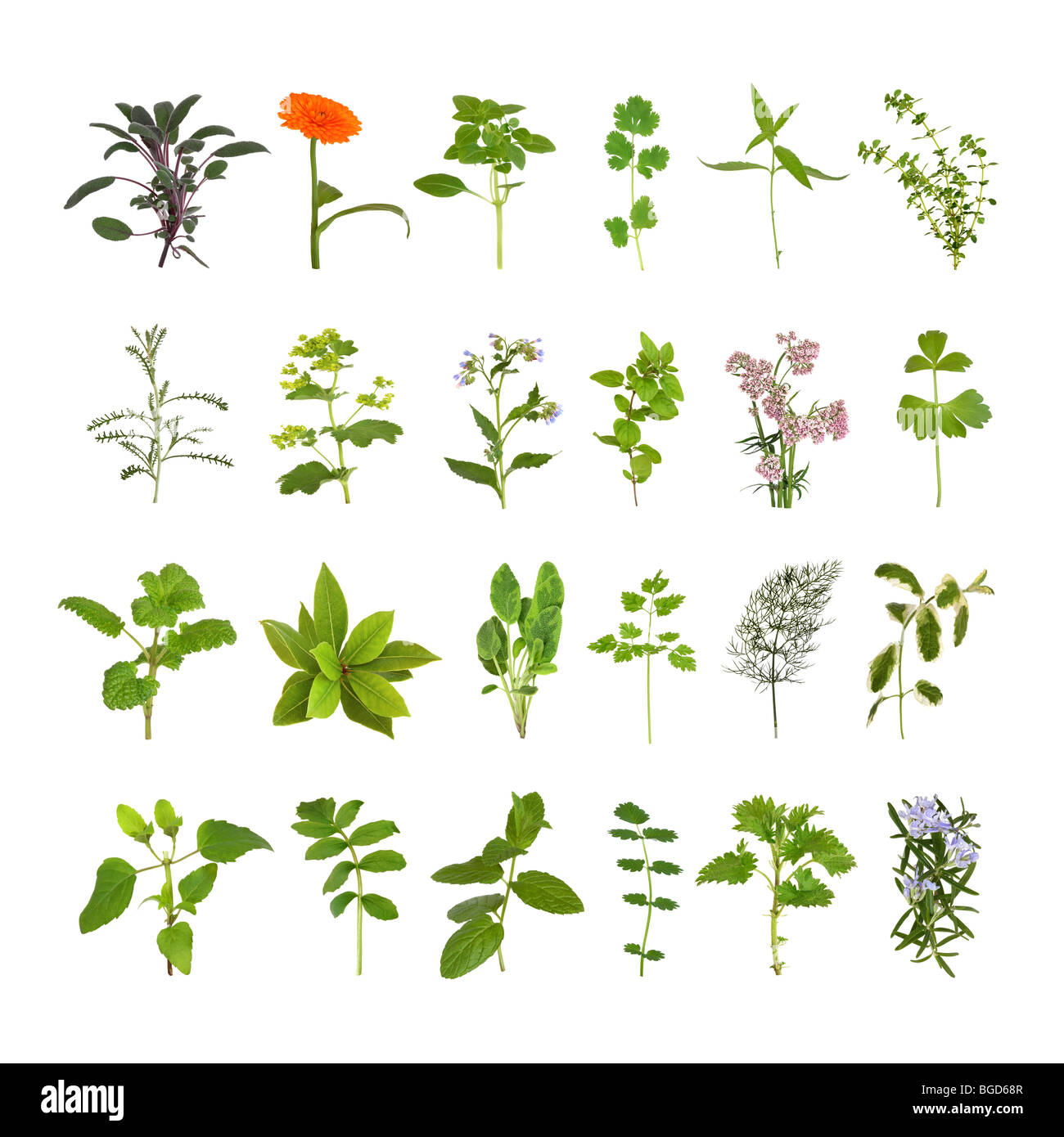 Medicinal and culinary herb flower and leaf selection, isolated over ...