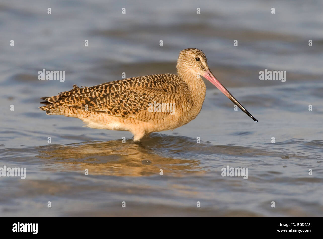Marbled godwit at the beach hi-res stock photography and images - Alamy