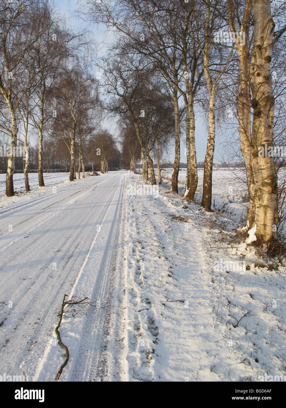 Snow covered tree-lined country road Stock Photo - Alamy