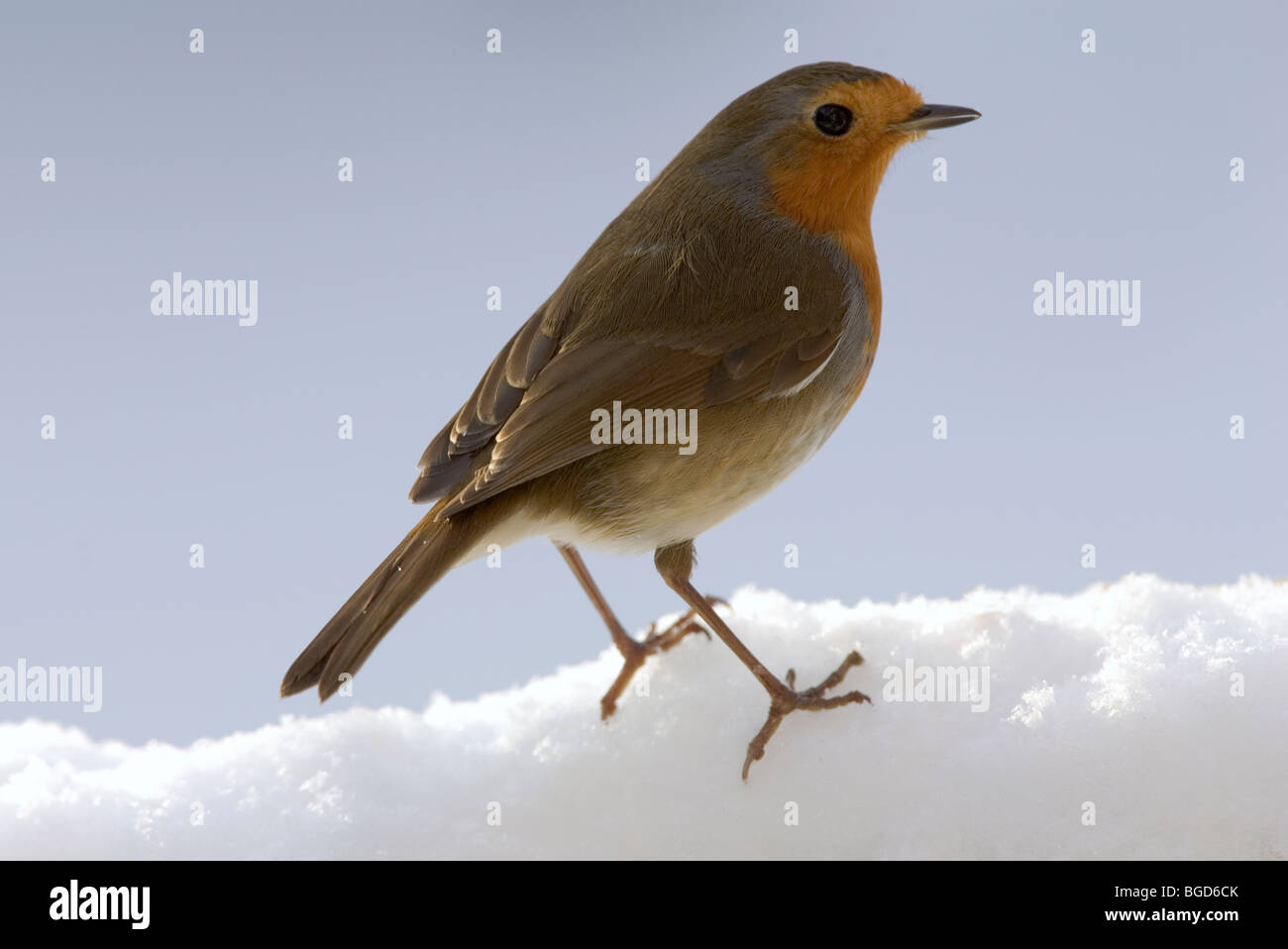 European robin in Snow Stock Photo - Alamy