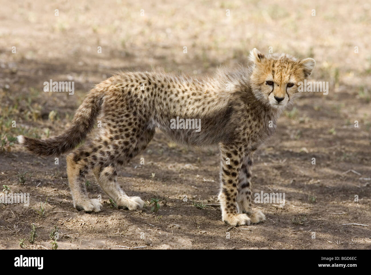 Young Cheetah Cub Stock Photo - Alamy