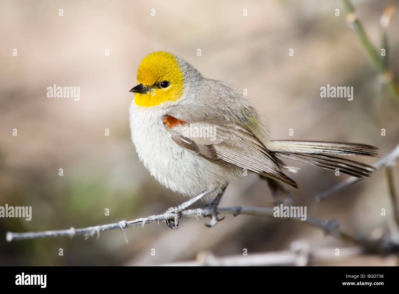 Verdin bird hi-res stock photography and images - Alamy