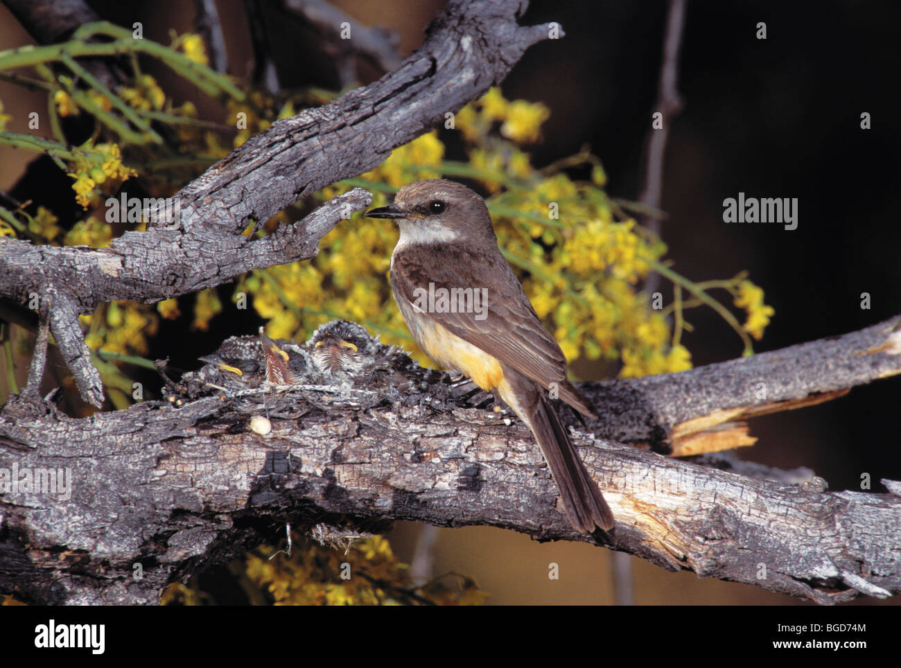 Vermilion Flycatcher female at nest Stock Photo - Alamy